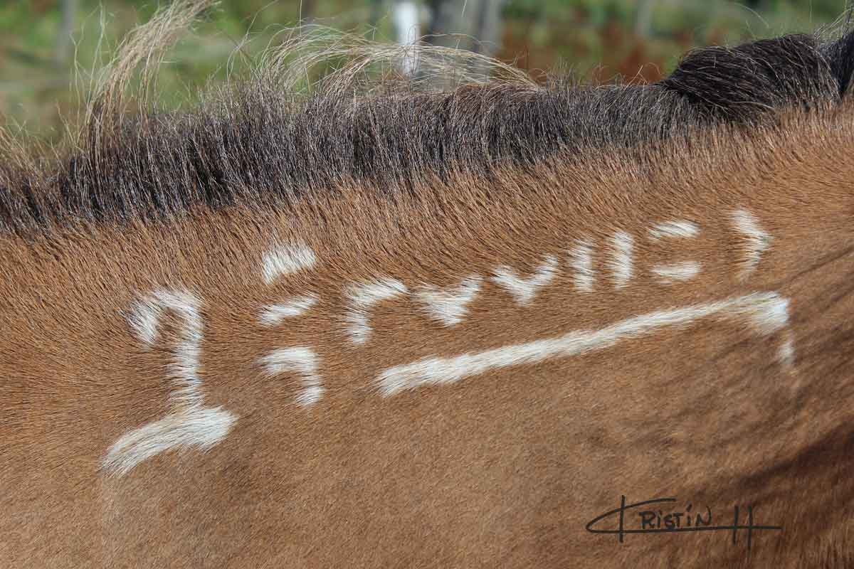 MARKINGS OF THE HORSES - Hestasaga