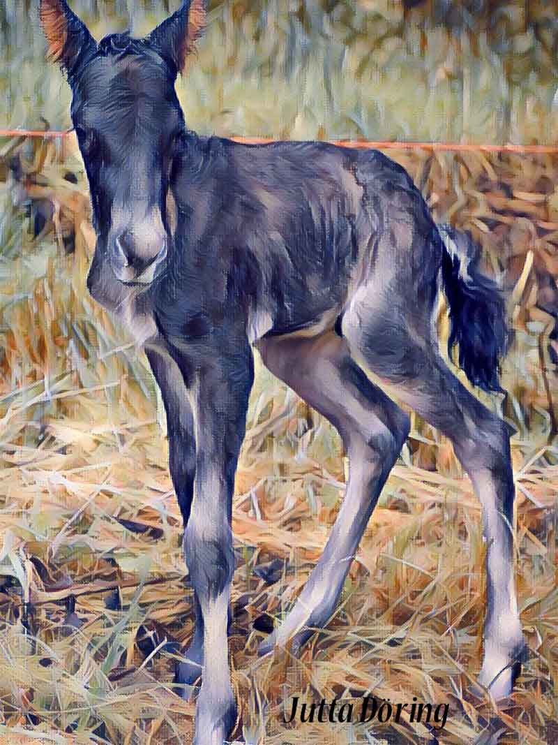 LÆKNINGARMÁTTUR HROSSA - Hestasaga