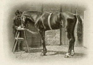 PART 2: THE WONDER HORSE 'CLEVER HANS' - Hestasaga