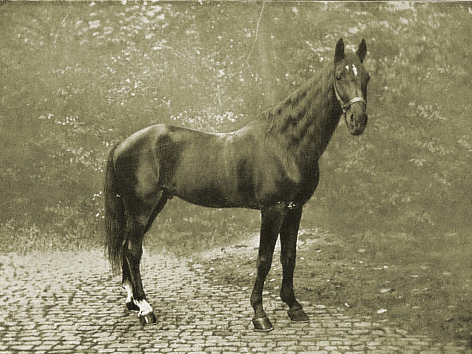 PART 2: THE WONDER HORSE 'CLEVER HANS' - Hestasaga