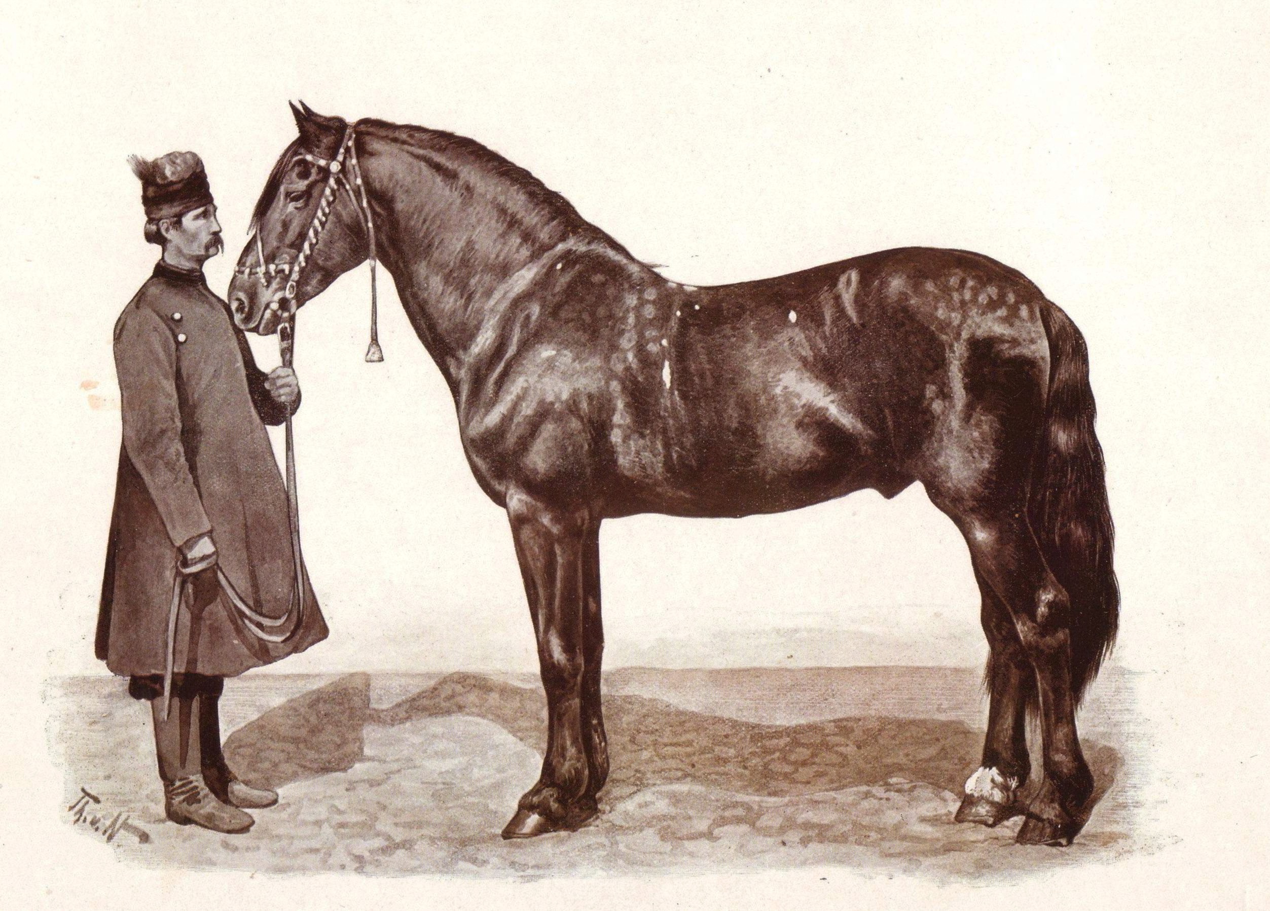 THE ORLOV TROTTER - Hestasaga